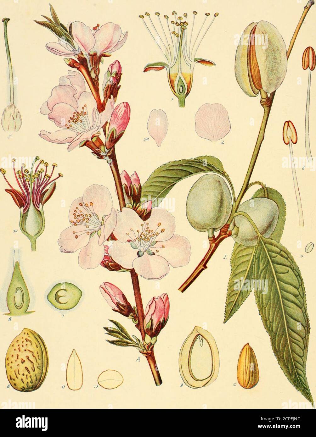 Oil bearing seeds hi-res stock photography and images - Alamy