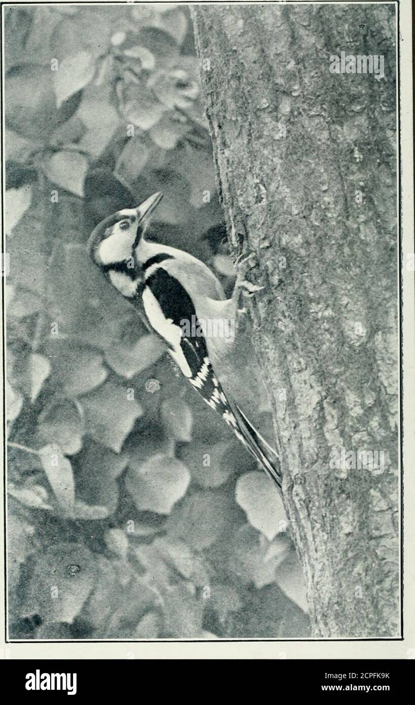 . Bird notes . BIRD NOTES.. Photo from lite by H. WUKorc Creat Spotted ...