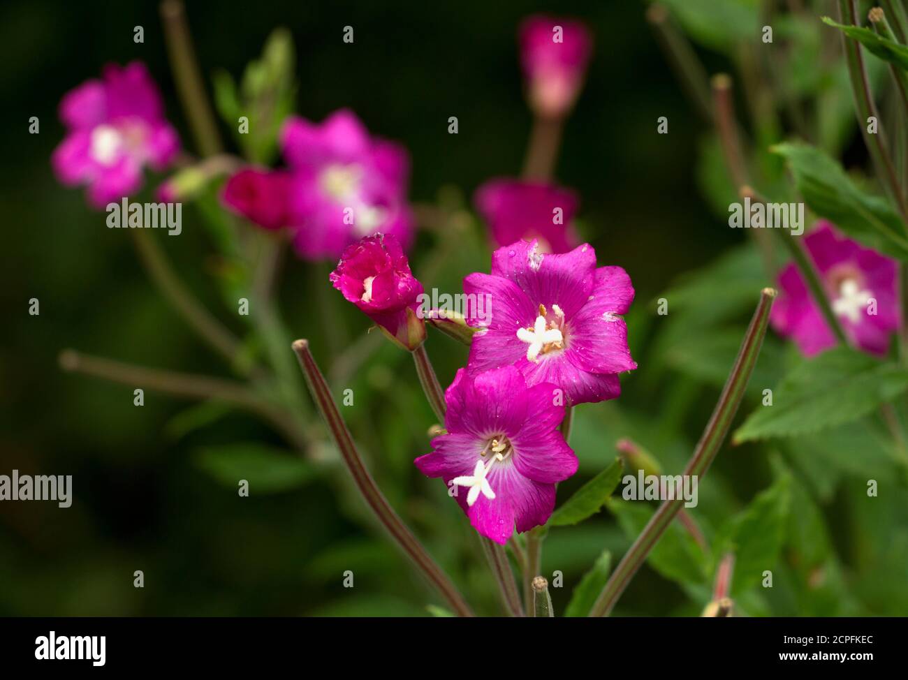 The Great Willowherb or 'Codlins and Cream' to give its old English ...