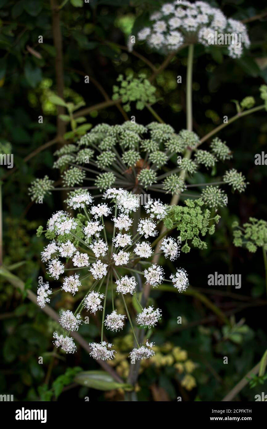 Annual forb hi-res stock photography and images - Alamy