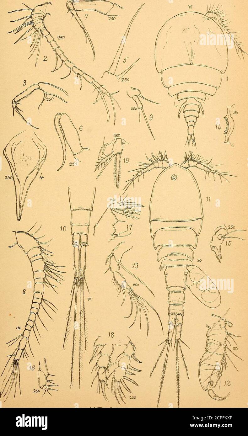 Apical claw hi-res stock photography and images - Alamy