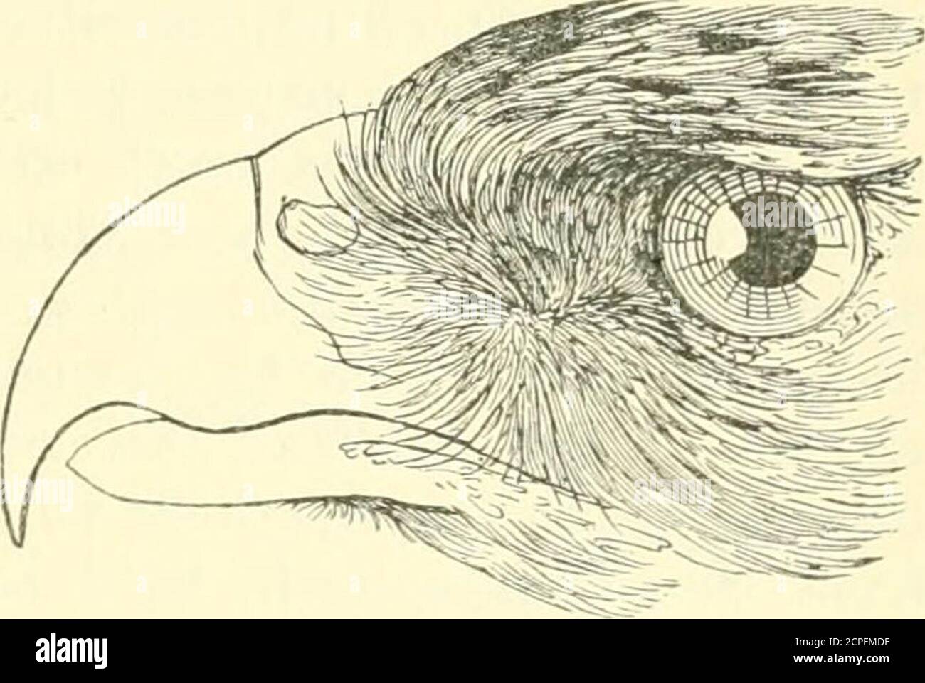 Bird sternum fly hi-res stock photography and images - Alamy