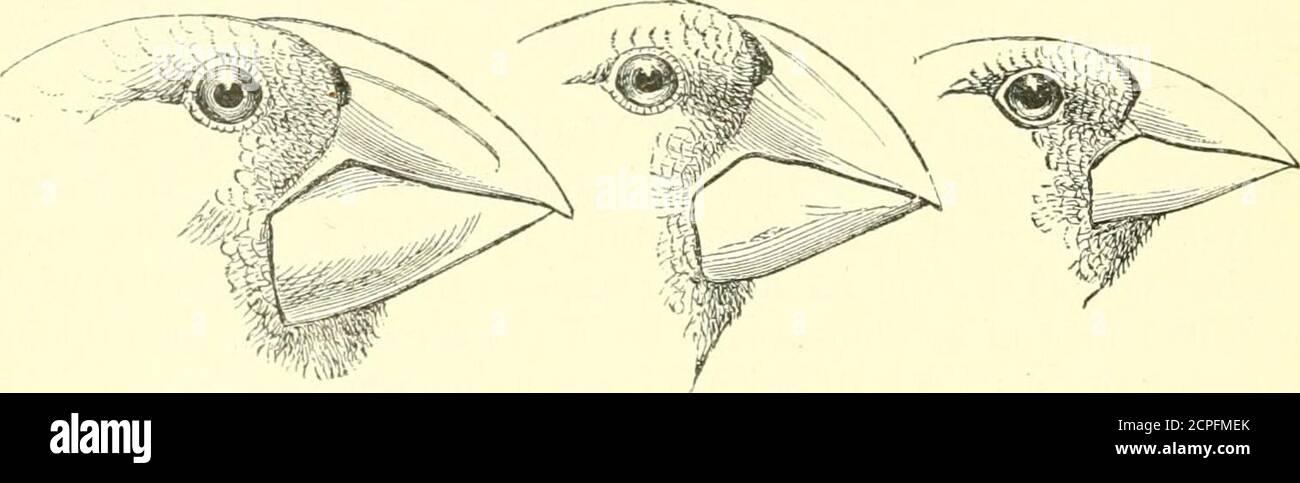 Variation In Species Birds