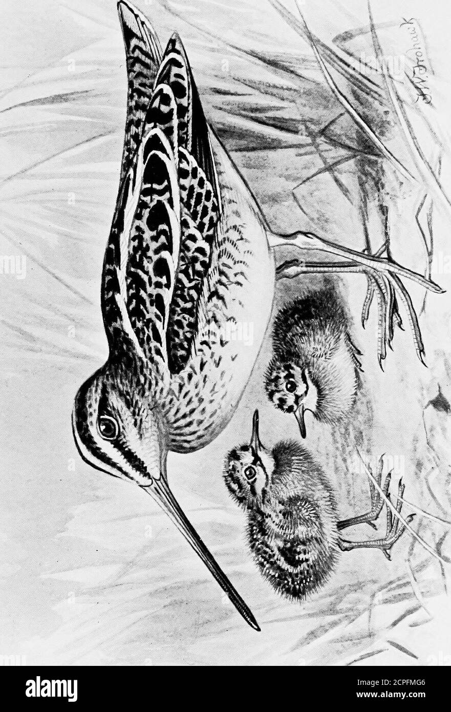 Buff back and wings Black and White Stock Photos & Images - Alamy