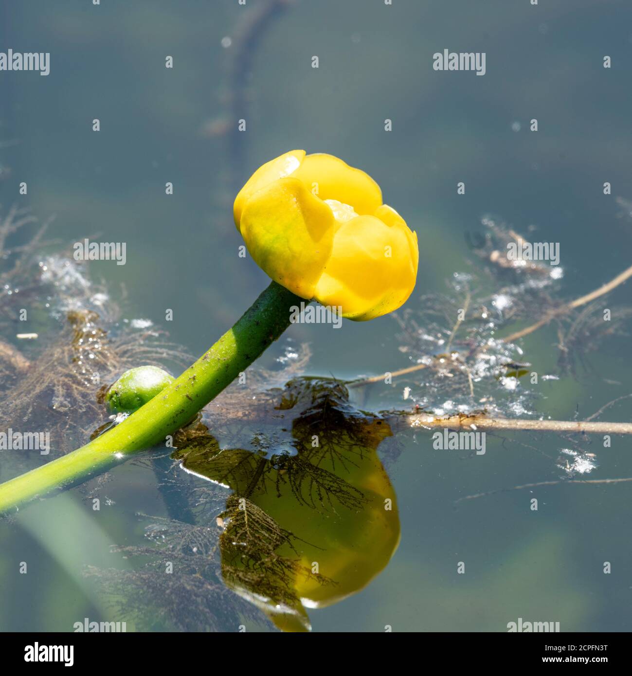 Rose ponds hi-res stock photography and images - Alamy