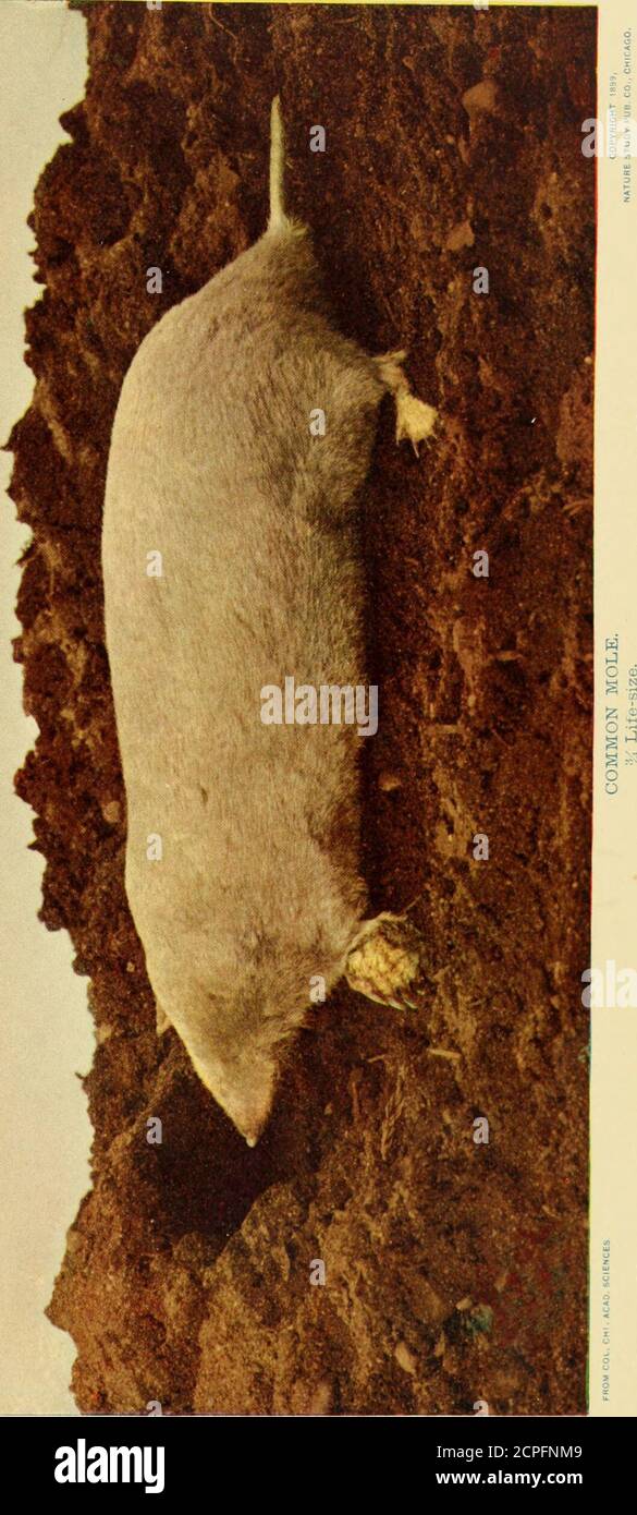 Flake scars hi-res stock photography and images - Alamy