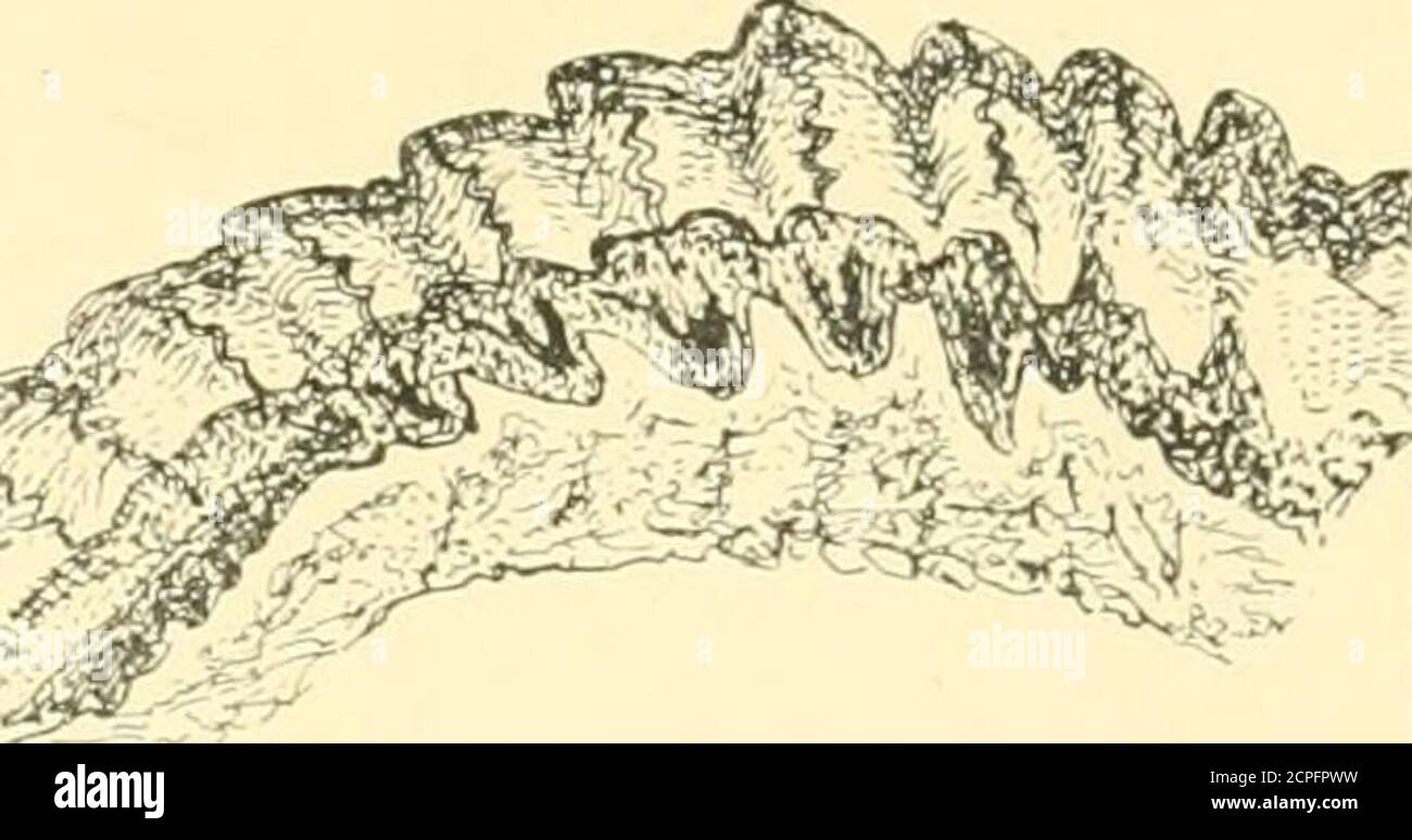 . The sense of touch in mammals and birds : with special reference to ...