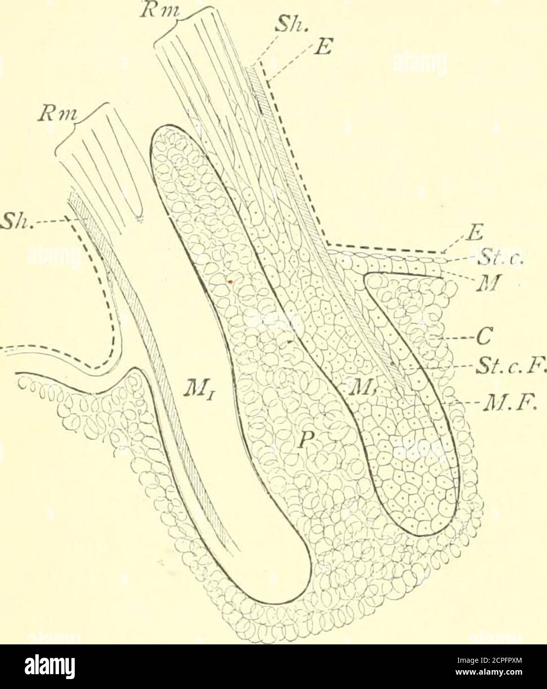 Skin cells multiply hi-res stock photography and images - Alamy