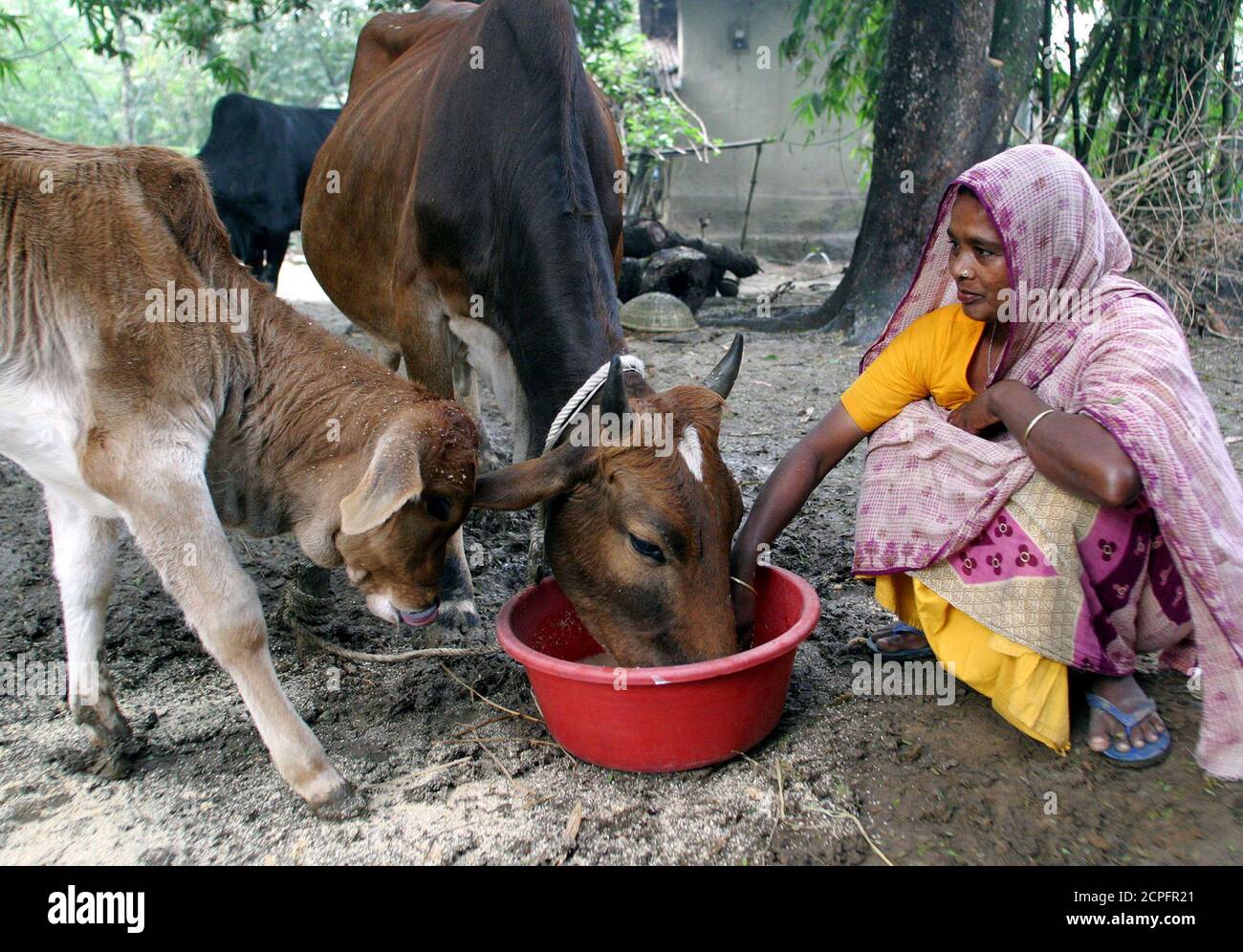 Bangladeshi Cows High Resolution Stock Photography and Images - Alamy