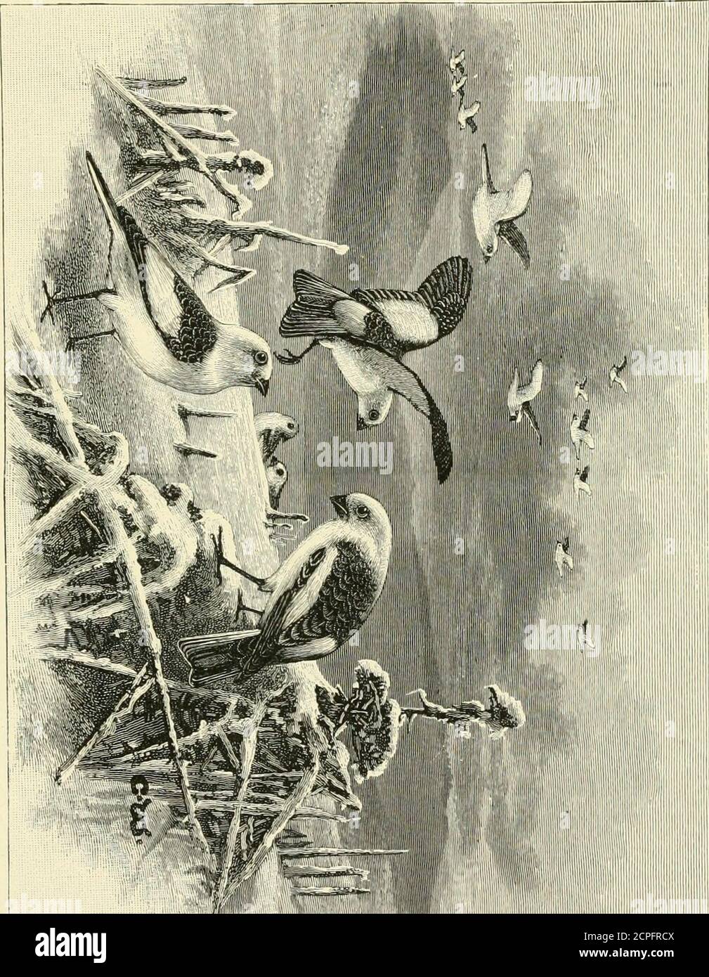 The furze wren hi-res stock photography and images - Alamy