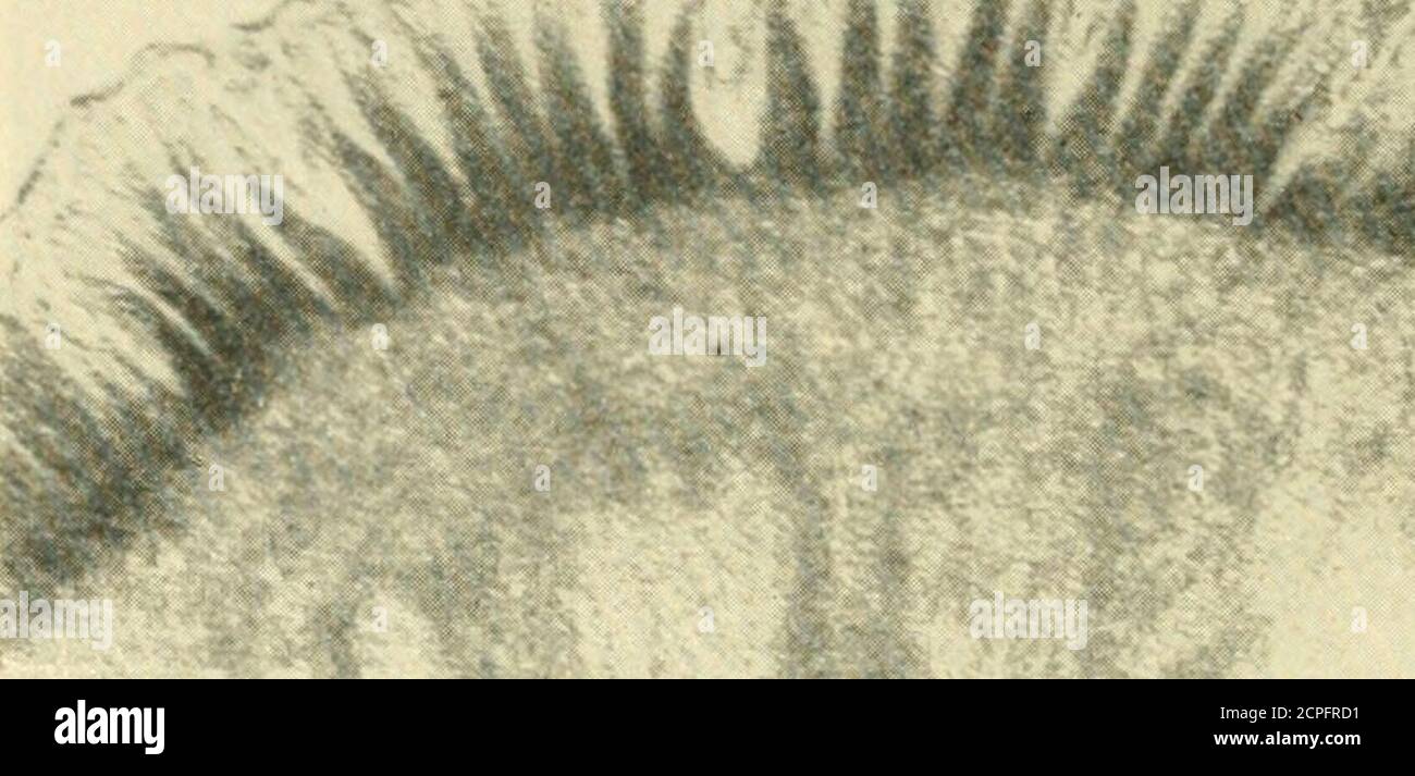 . The sense of touch in mammals and birds : with special reference to ...