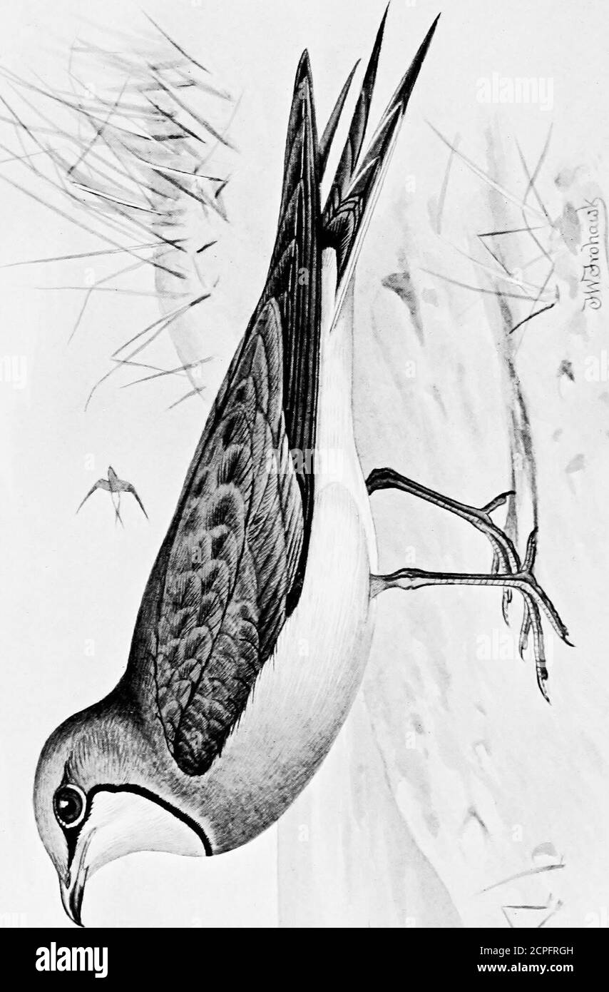 Bony beak Black and White Stock Photos & Images - Alamy