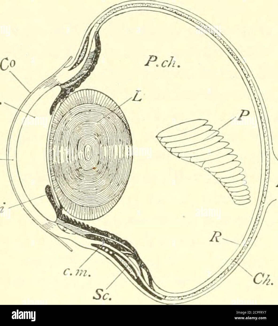 . A dictionary of birds . ornea and the sclera, i.e. at the anterior ...