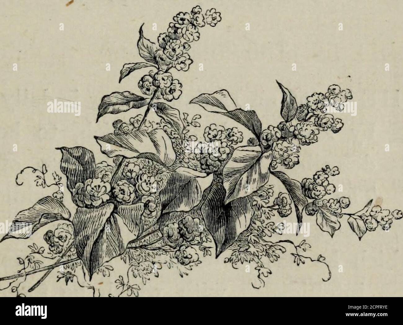 Iboo hi-res stock photography and images - Alamy