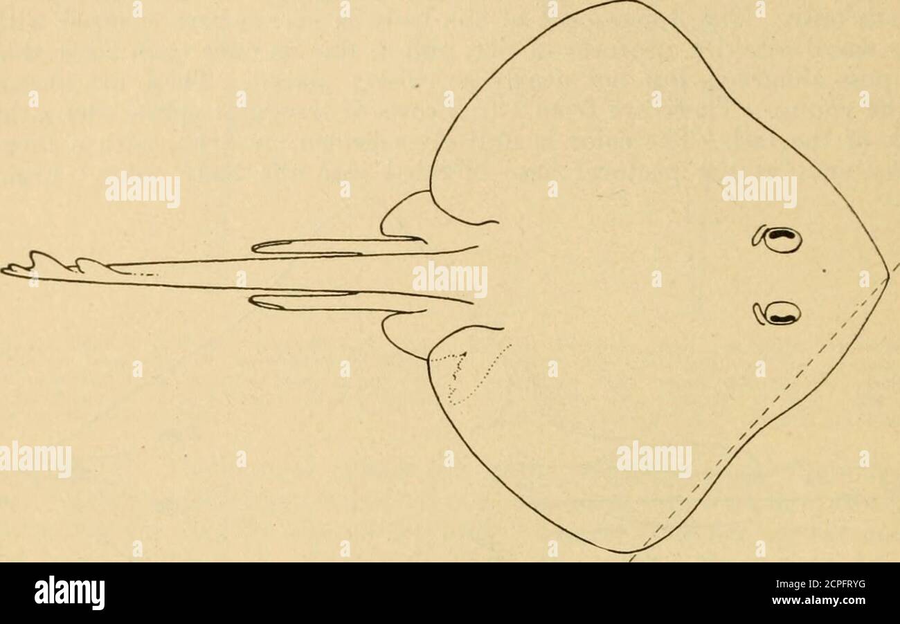 Rostral ridges hi-res stock photography and images - Alamy