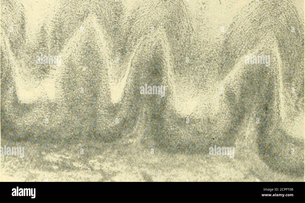 . The sense of touch in mammals and birds : with special reference to ...