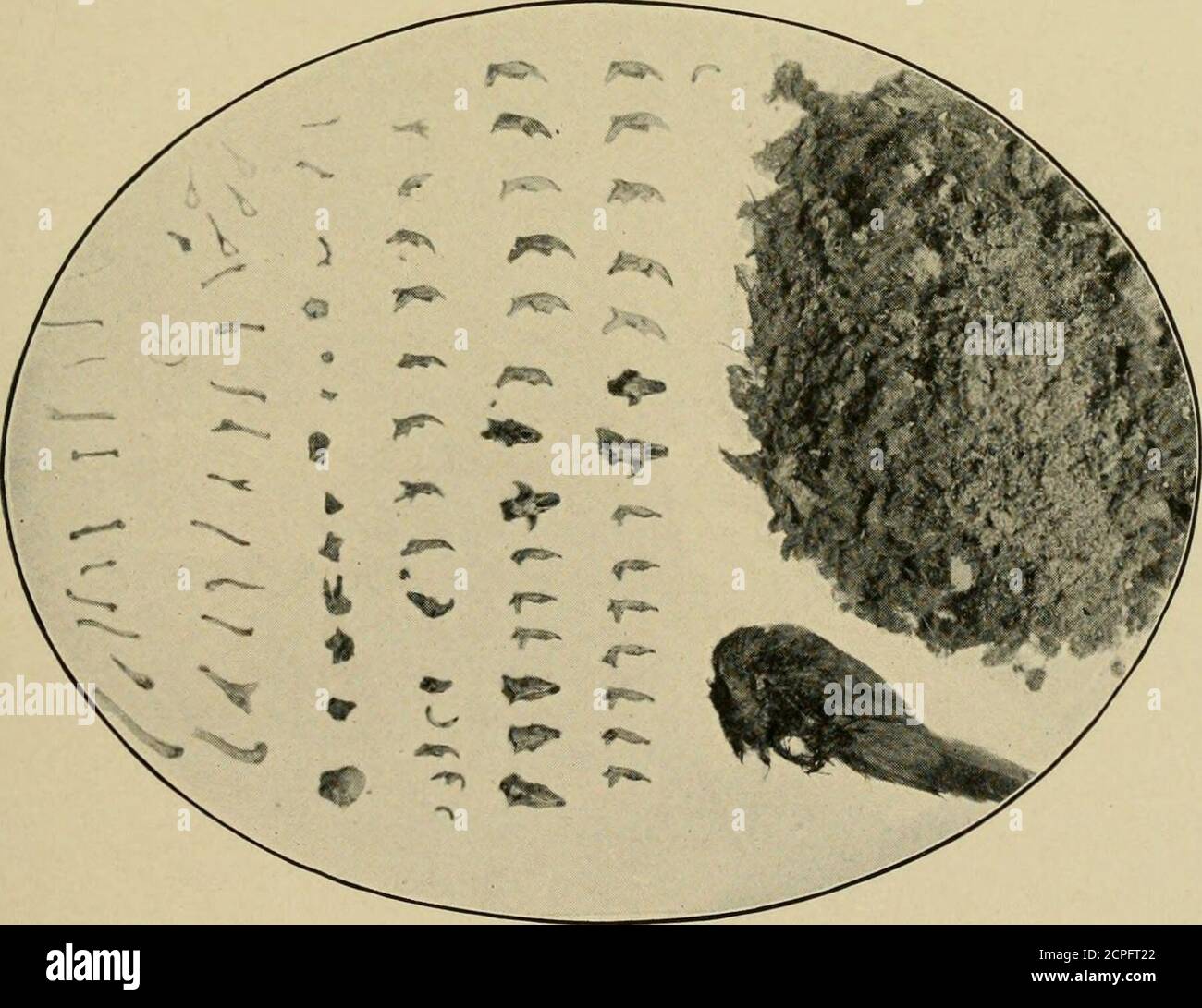 Dissected mice hi-res stock photography and images - Alamy