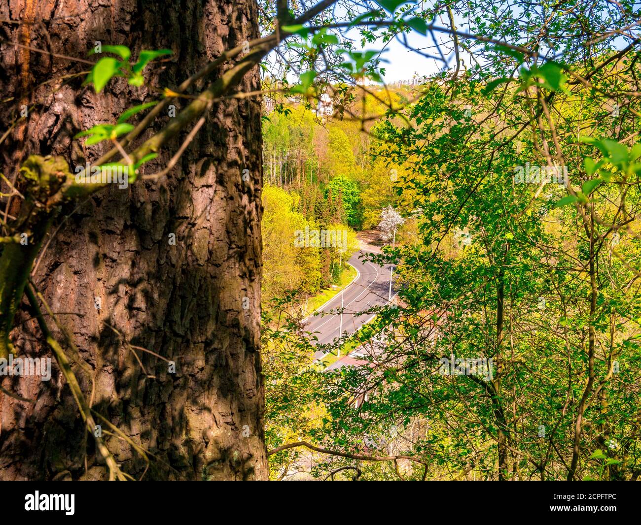 Road bend in deep valley - view framed by a massive tree trunk and ...