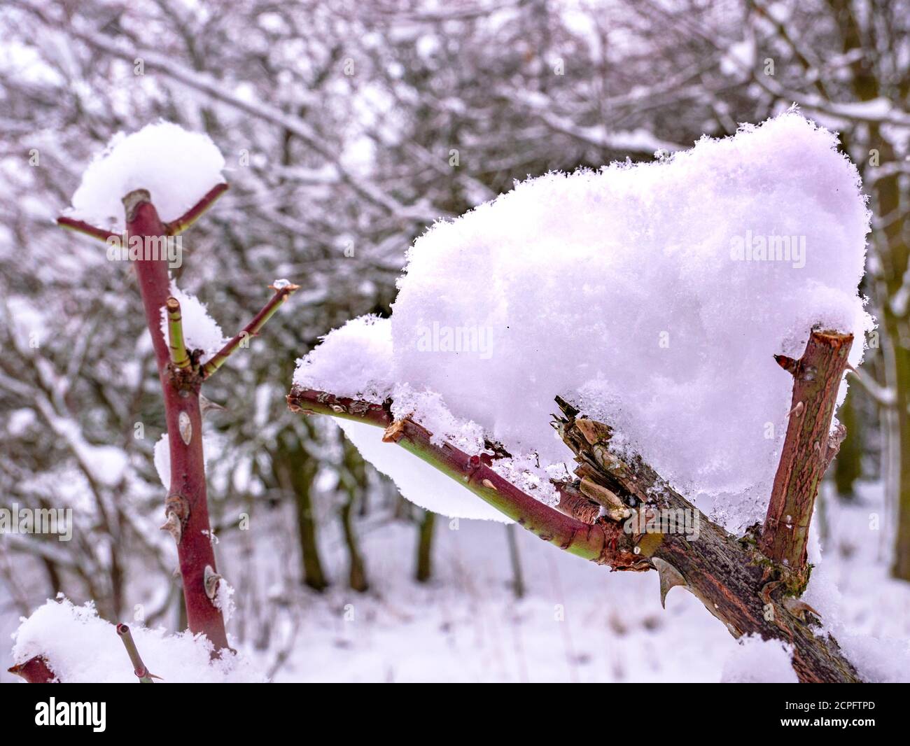 Cutted flower hi-res stock photography and images - Alamy