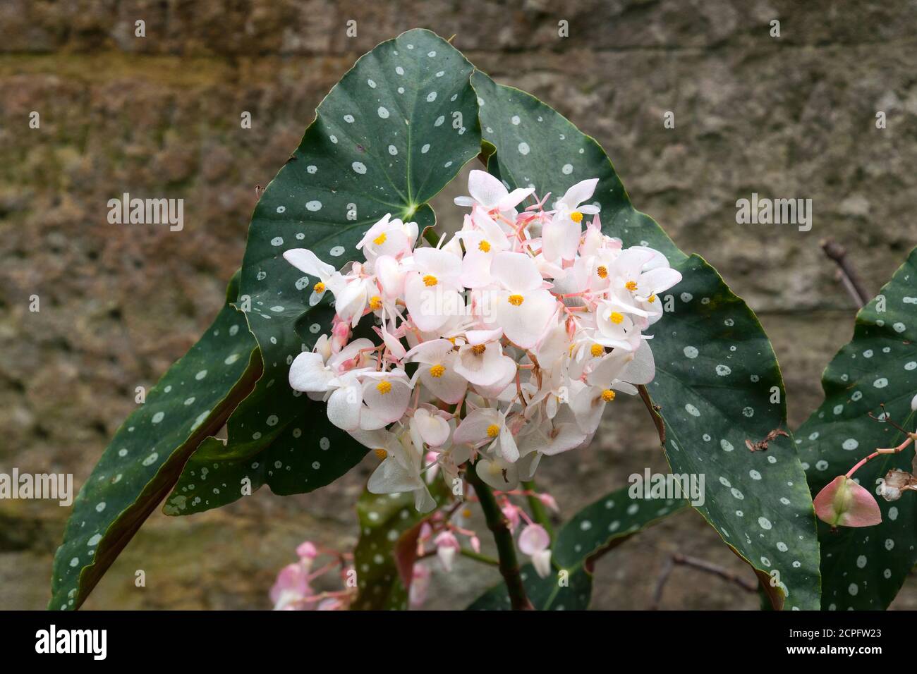 Sydney Australia, pale pink flowers of a flamingo queen begonia Stock ...