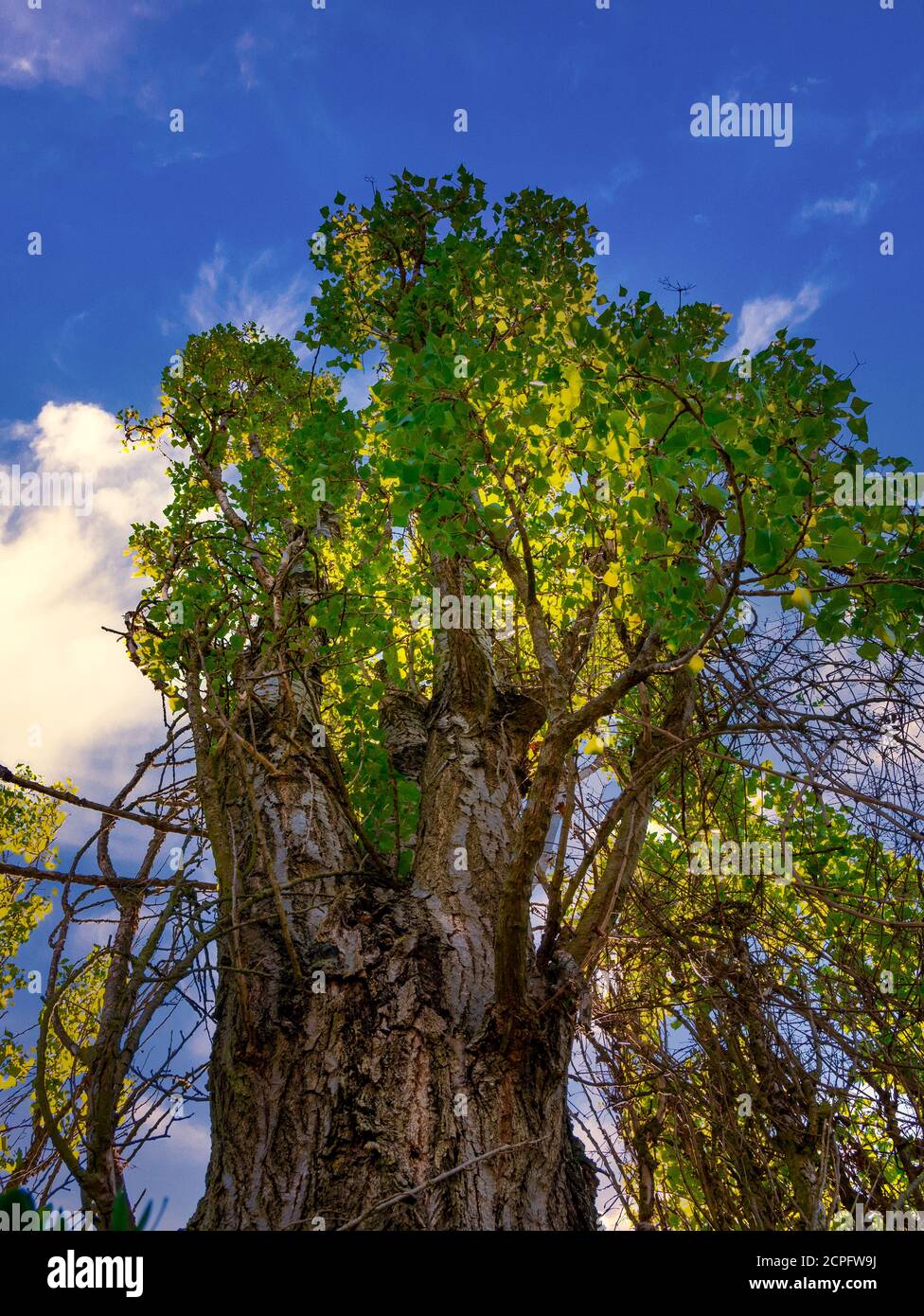Black Poplar(Populus - Italica) tall tree surrounded by greenery ...