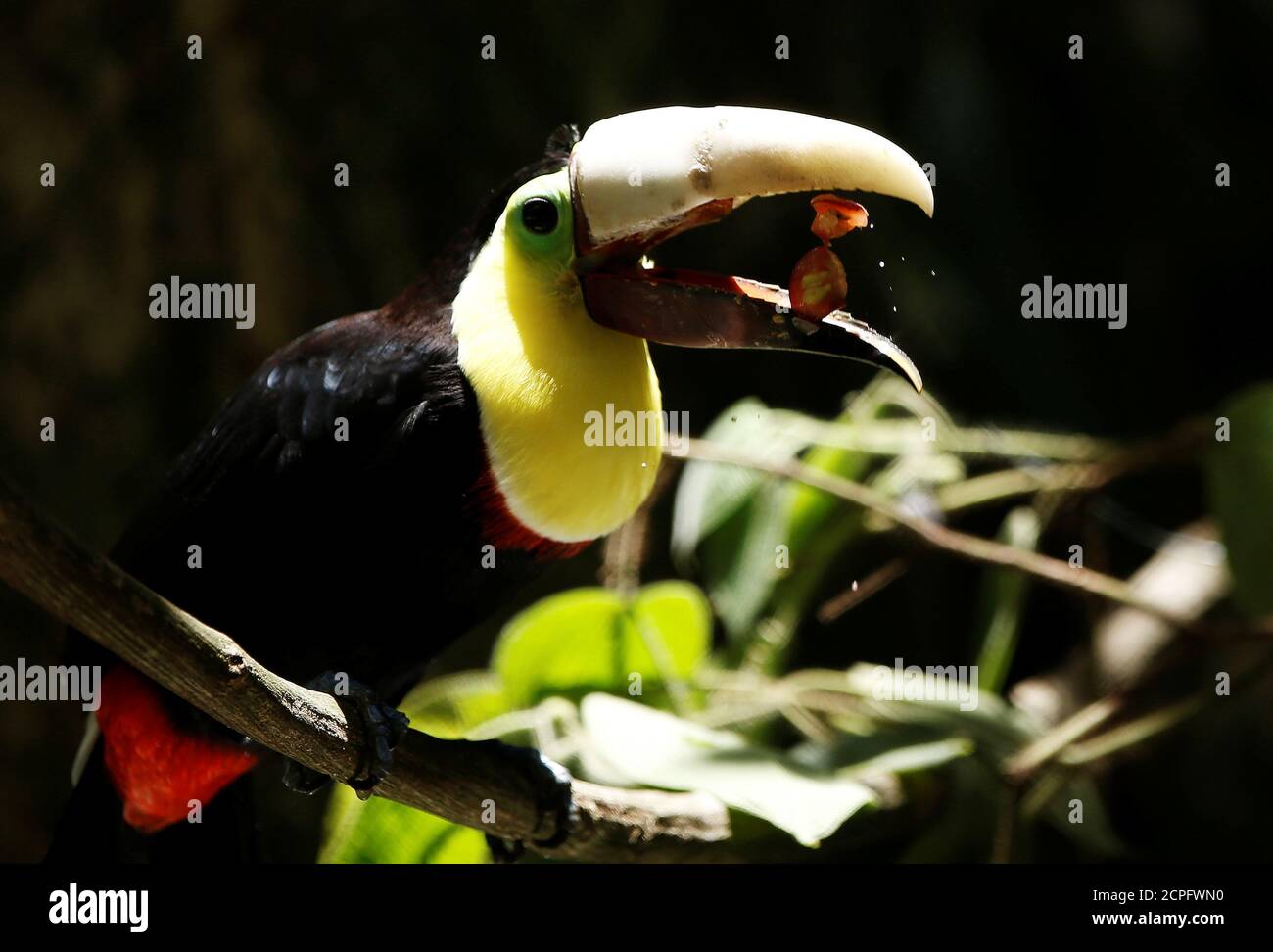 Grecia toucan hi-res stock photography and images - Alamy