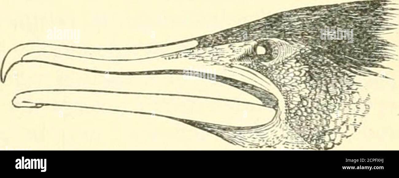 . A dictionary of birds . that bird is nowextinct. COPPERSMITH, see ...