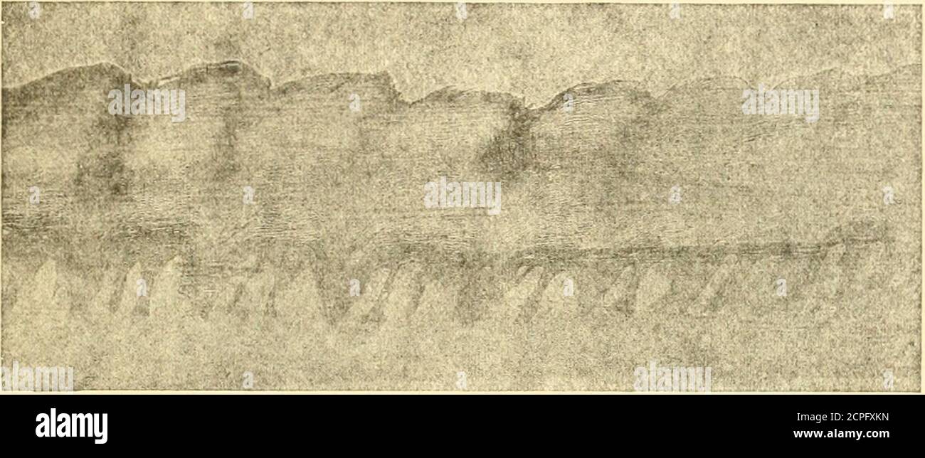 . The sense of touch in mammals and birds : with special reference to ...