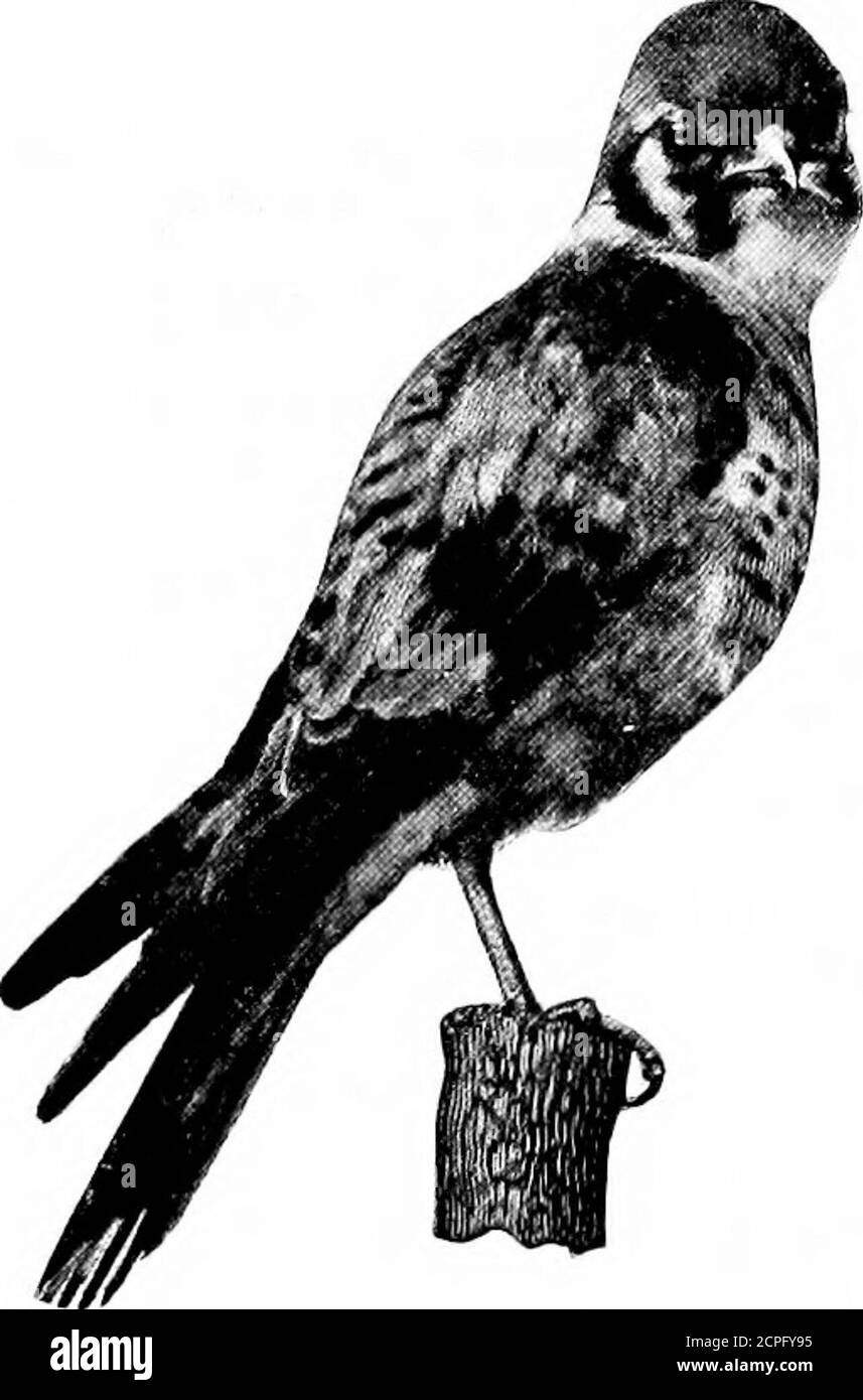 Buff cheeks Black and White Stock Photos & Images - Alamy