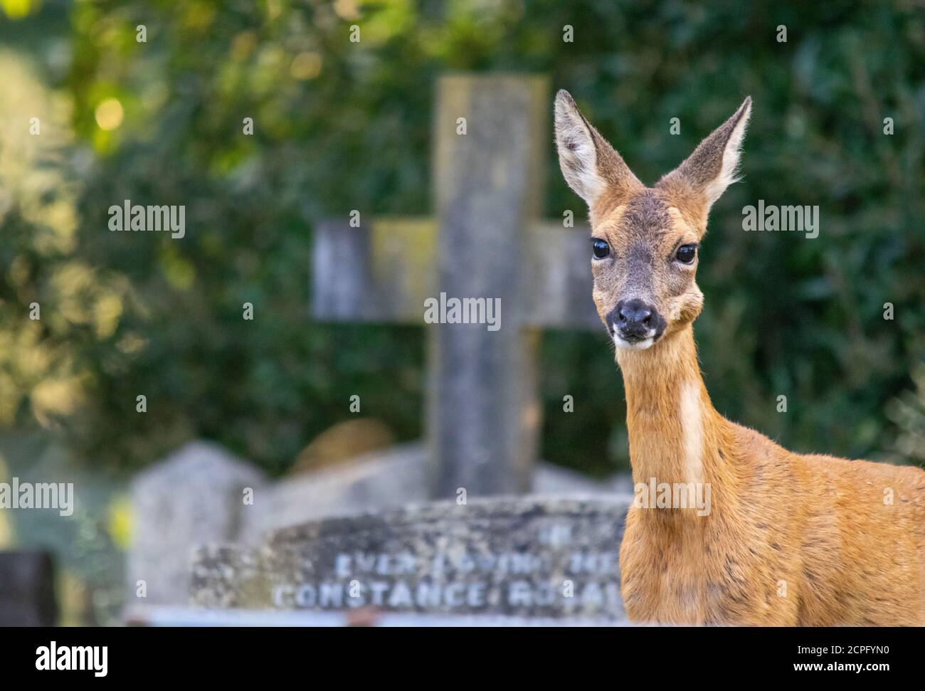Durrington Cemetery Deer Stock Photo - Alamy