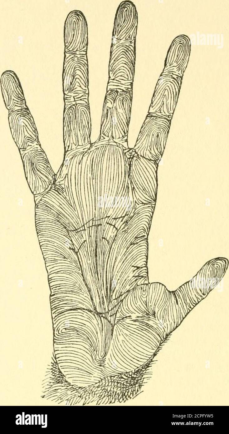 . The sense of touch in mammals and birds : with special reference to ...