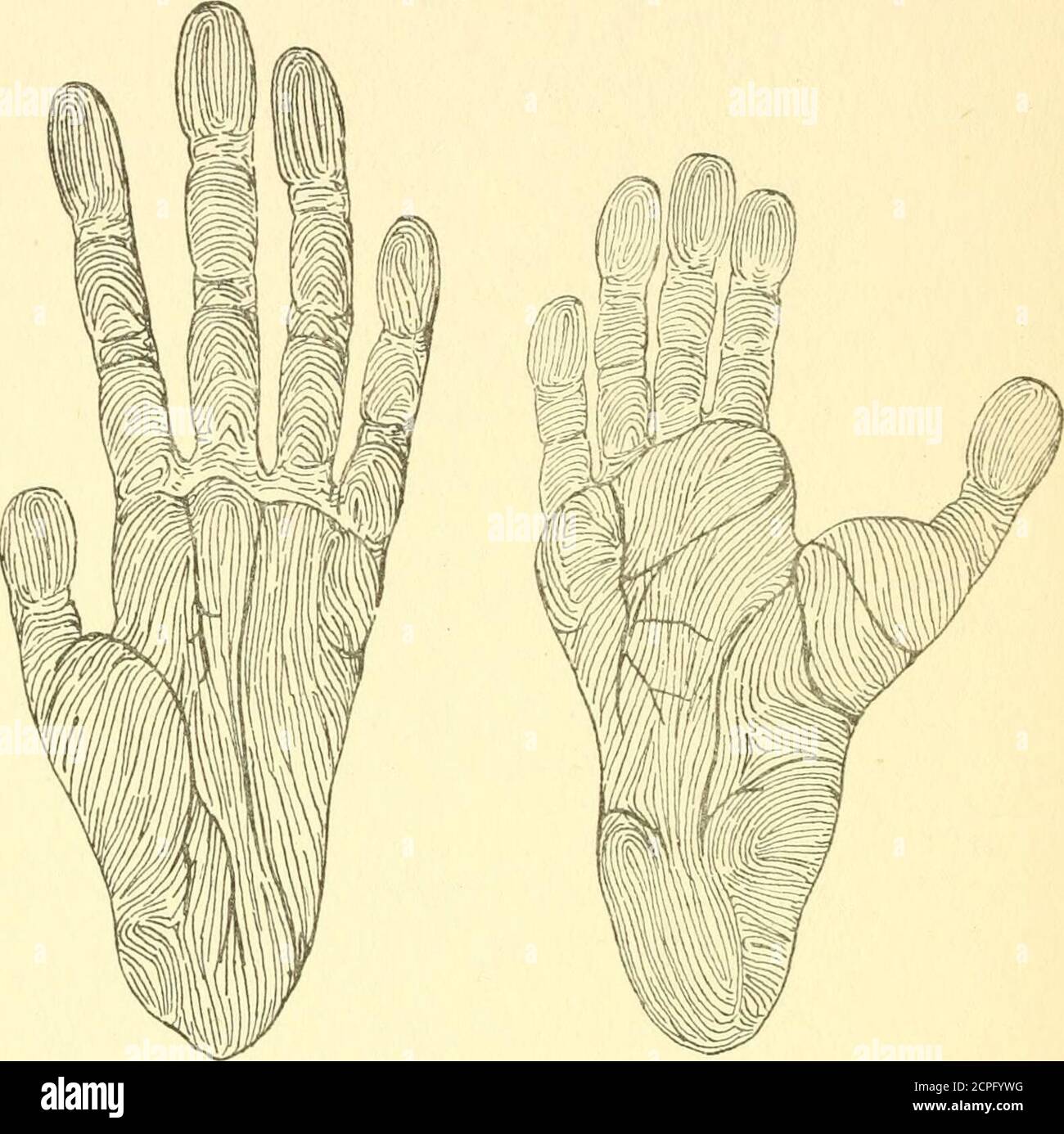 . The sense of touch in mammals and birds : with special reference to ...