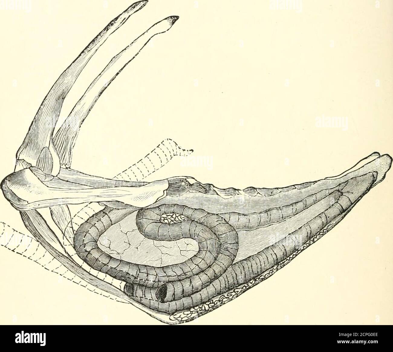 . Handbook of field and general ornithology; a manual of the structure ...