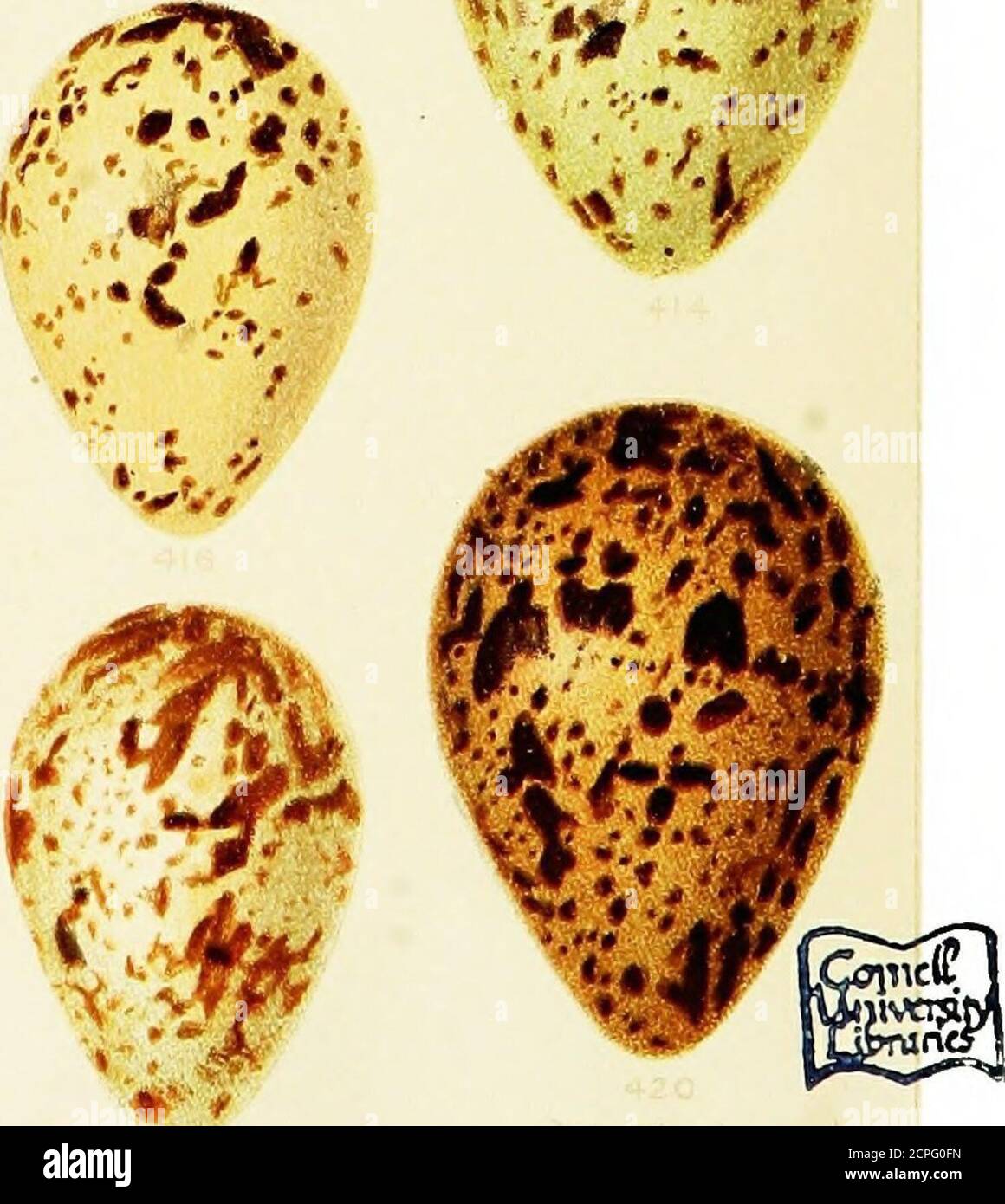 Common snipe eggs hi-res stock photography and images - Alamy