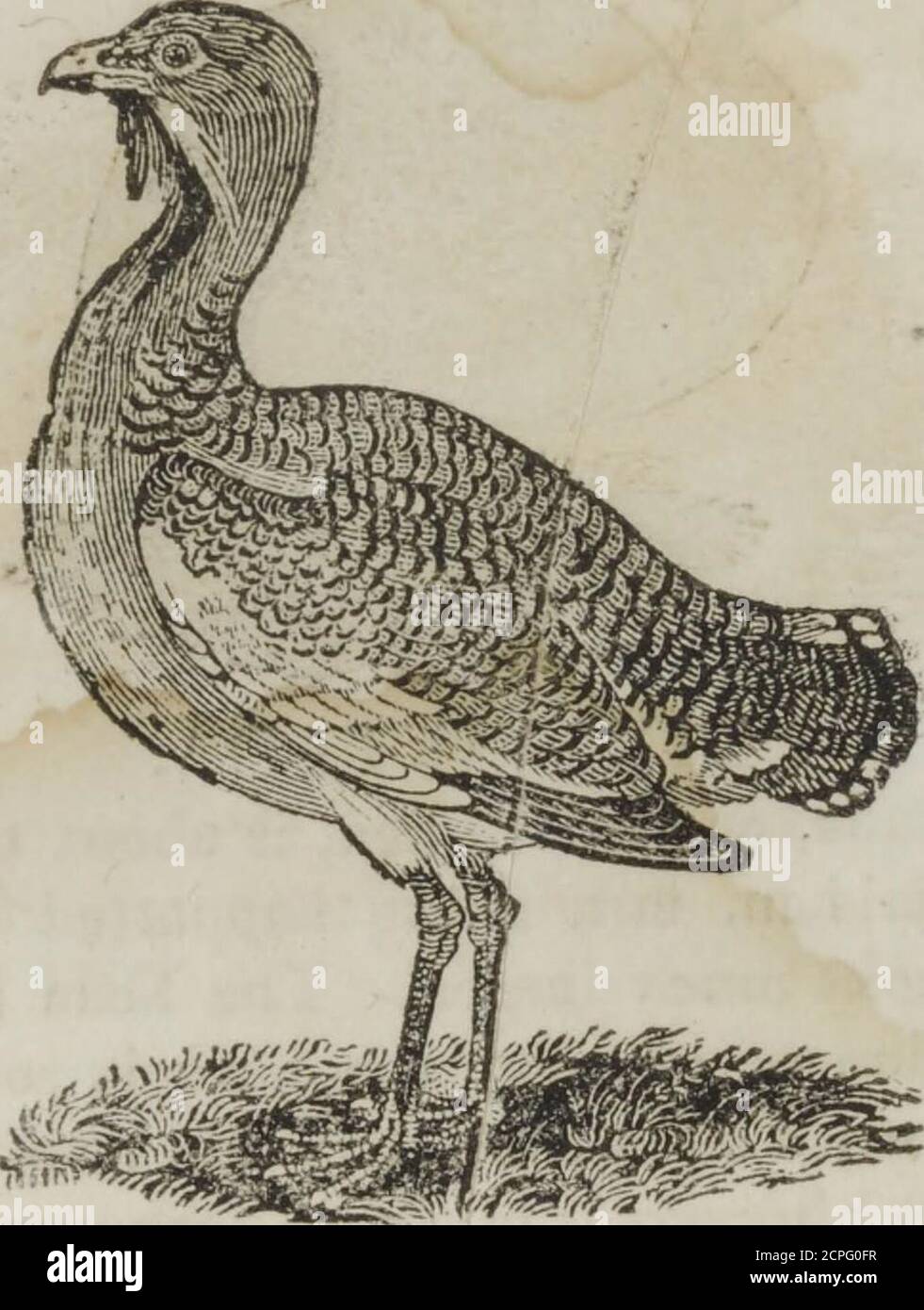 . A natural history of foreign birds . THE PINTADA. The pintada, or ...