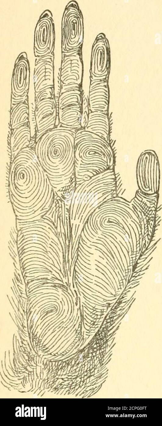 . The sense of touch in mammals and birds : with special reference to ...