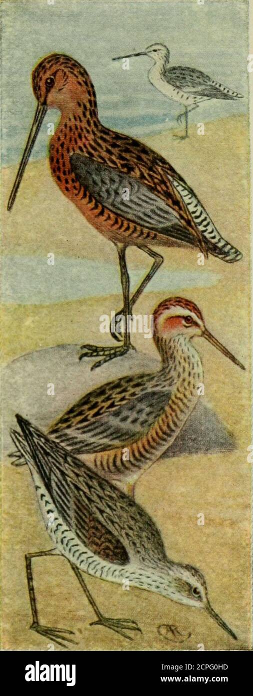 . American game birds . very easy to secure.They are known by a great ...