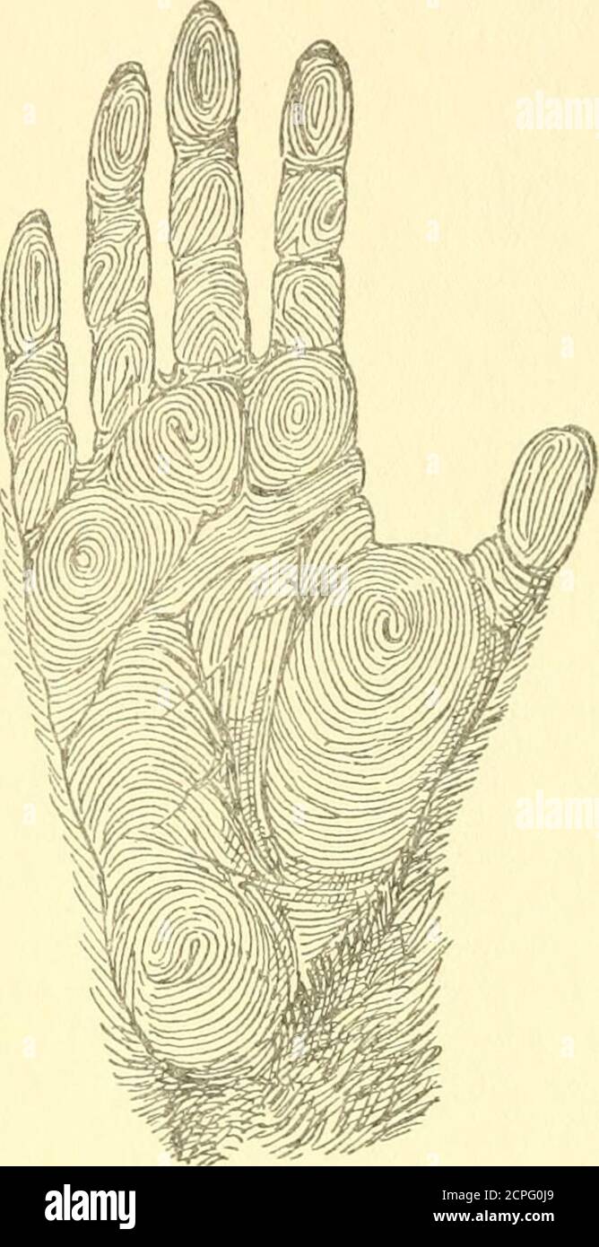 . The sense of touch in mammals and birds : with special reference to ...