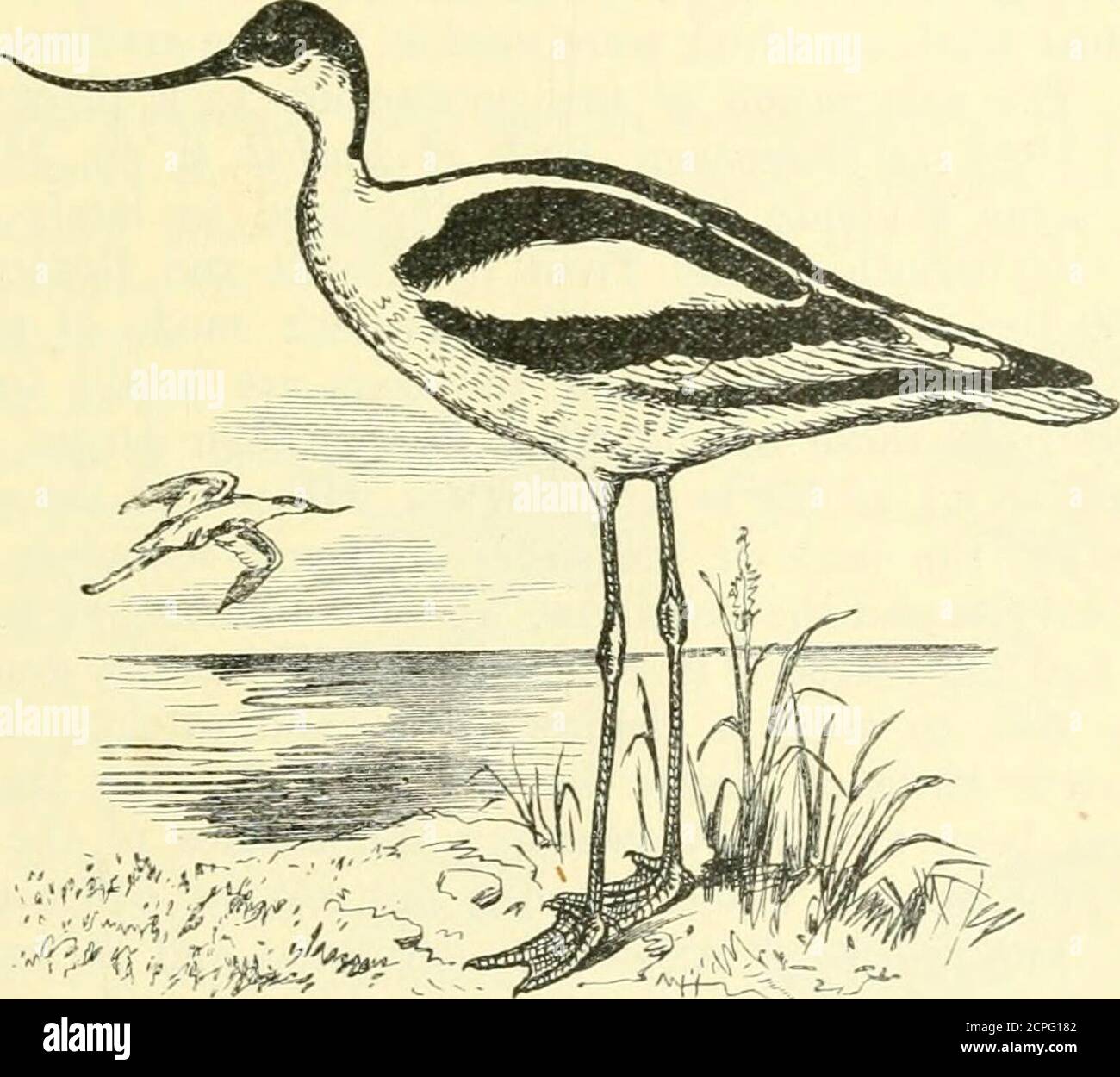 . A dictionary of birds . A VADUVA T—A VOSET 23 only assumed in spring ...
