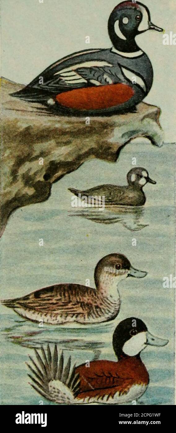 Species harlequin duck hi-res stock photography and images - Alamy