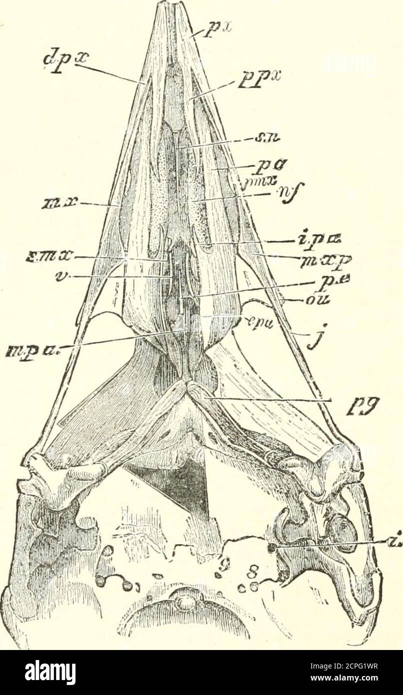 Palatal Process