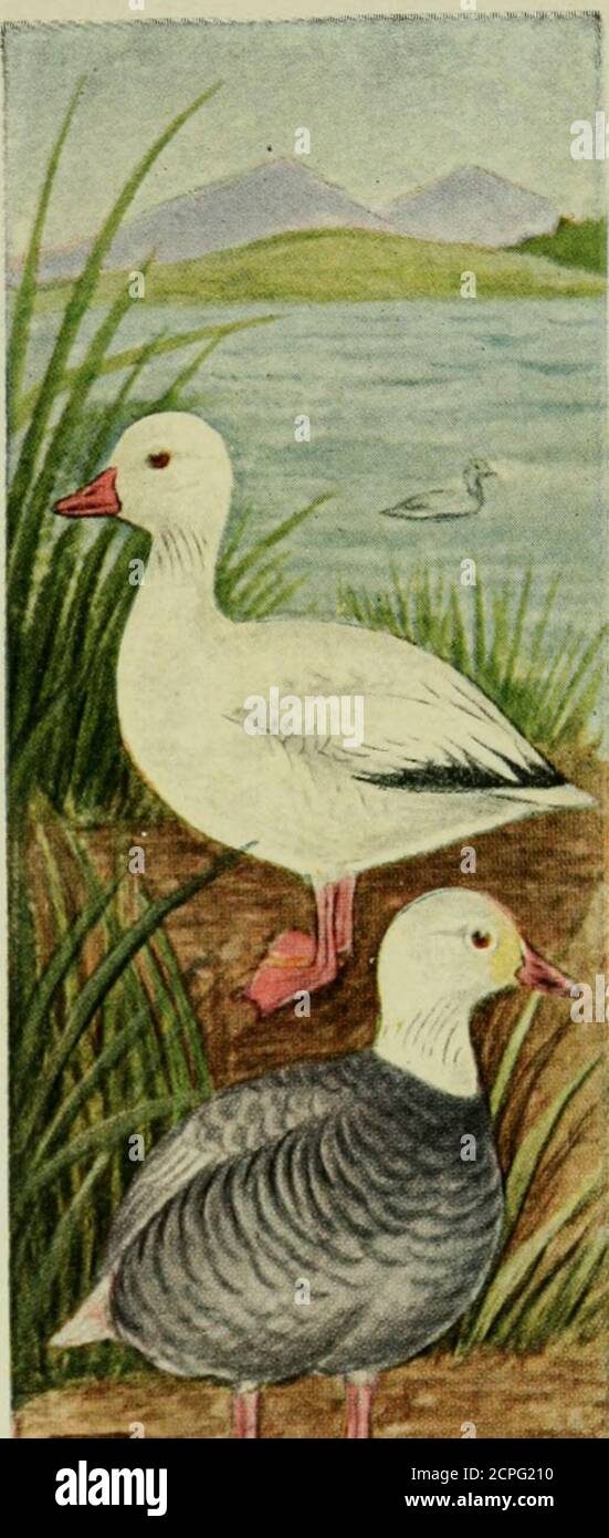 Blue phase snow goose hi-res stock photography and images - Alamy