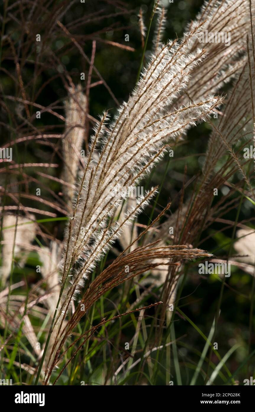 Large ornamental grass hi-res stock photography and images - Alamy