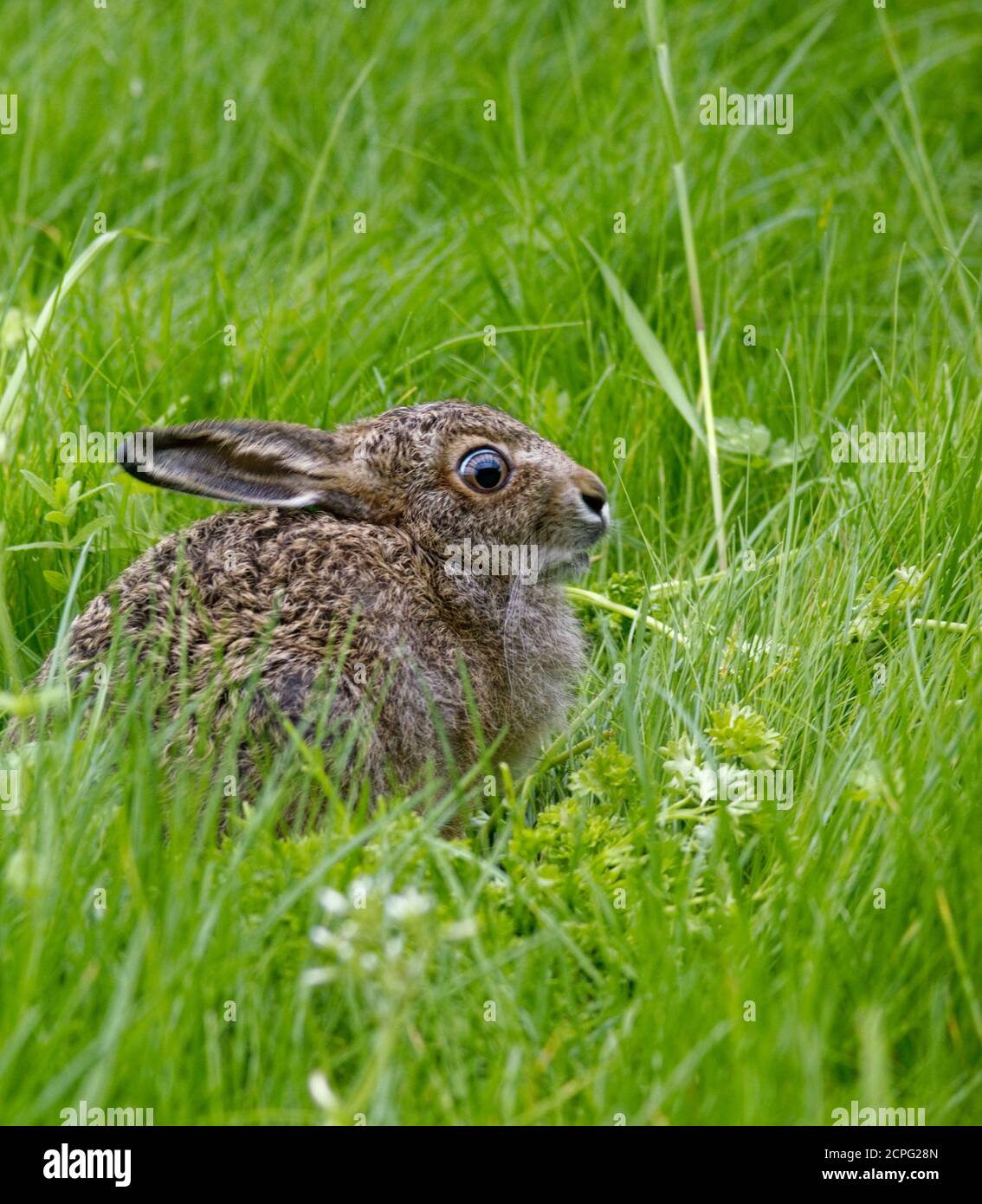 Leveret hare hi-res stock photography and images - Alamy