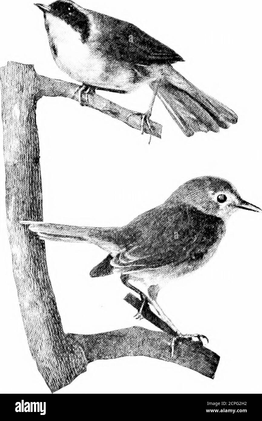 Loe Black And White Birds