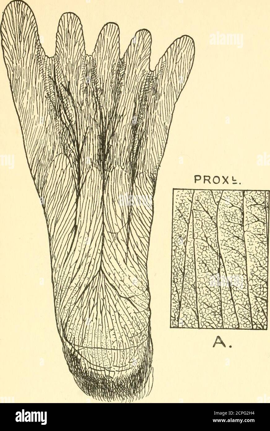 . The sense of touch in mammals and birds : with special reference to ...
