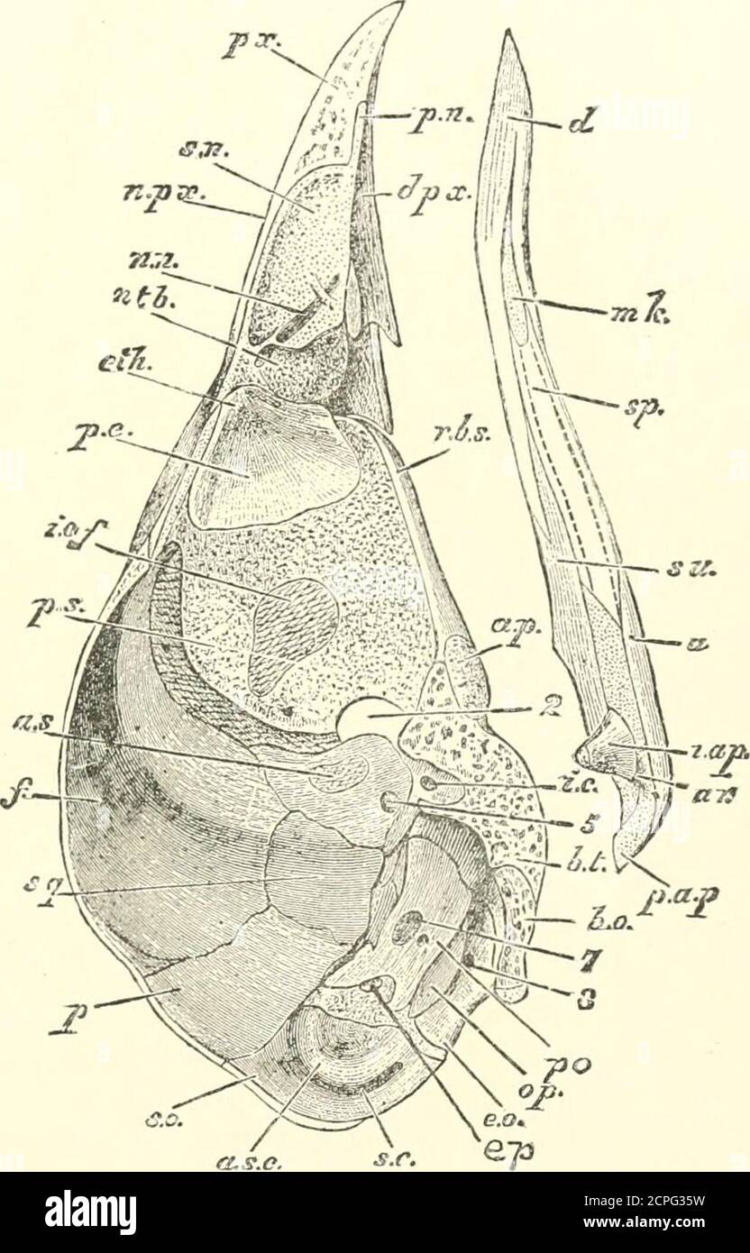 . Handbook of field and general ornithology; a manual of the structure ...