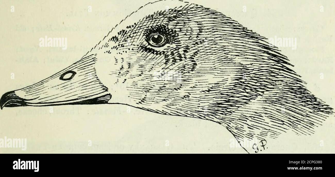 . Game, shore, and water birds of India . MARECA. 117 963. Mareca ...