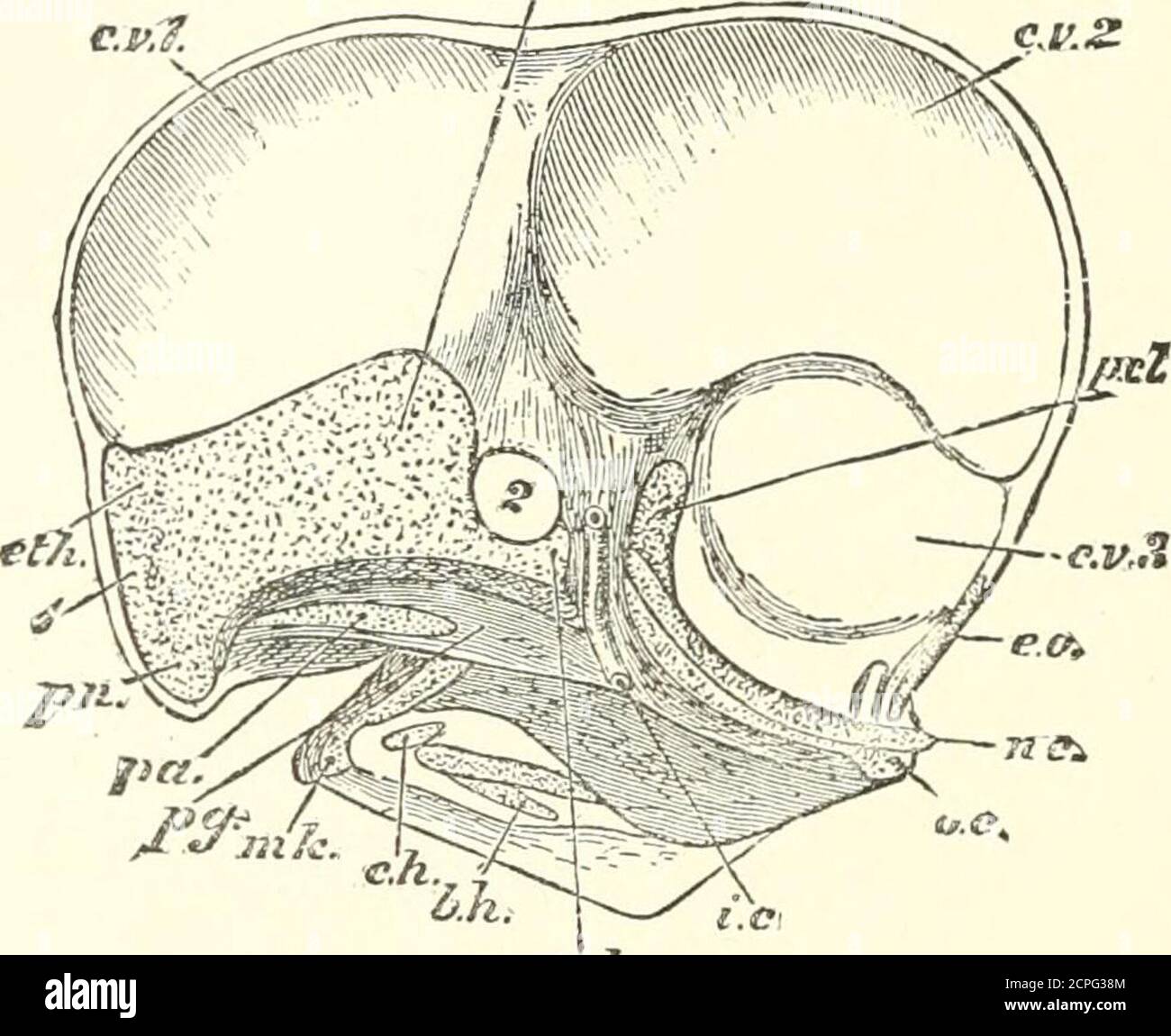 . Handbook of field and general ornithology; a manual of the structure ...