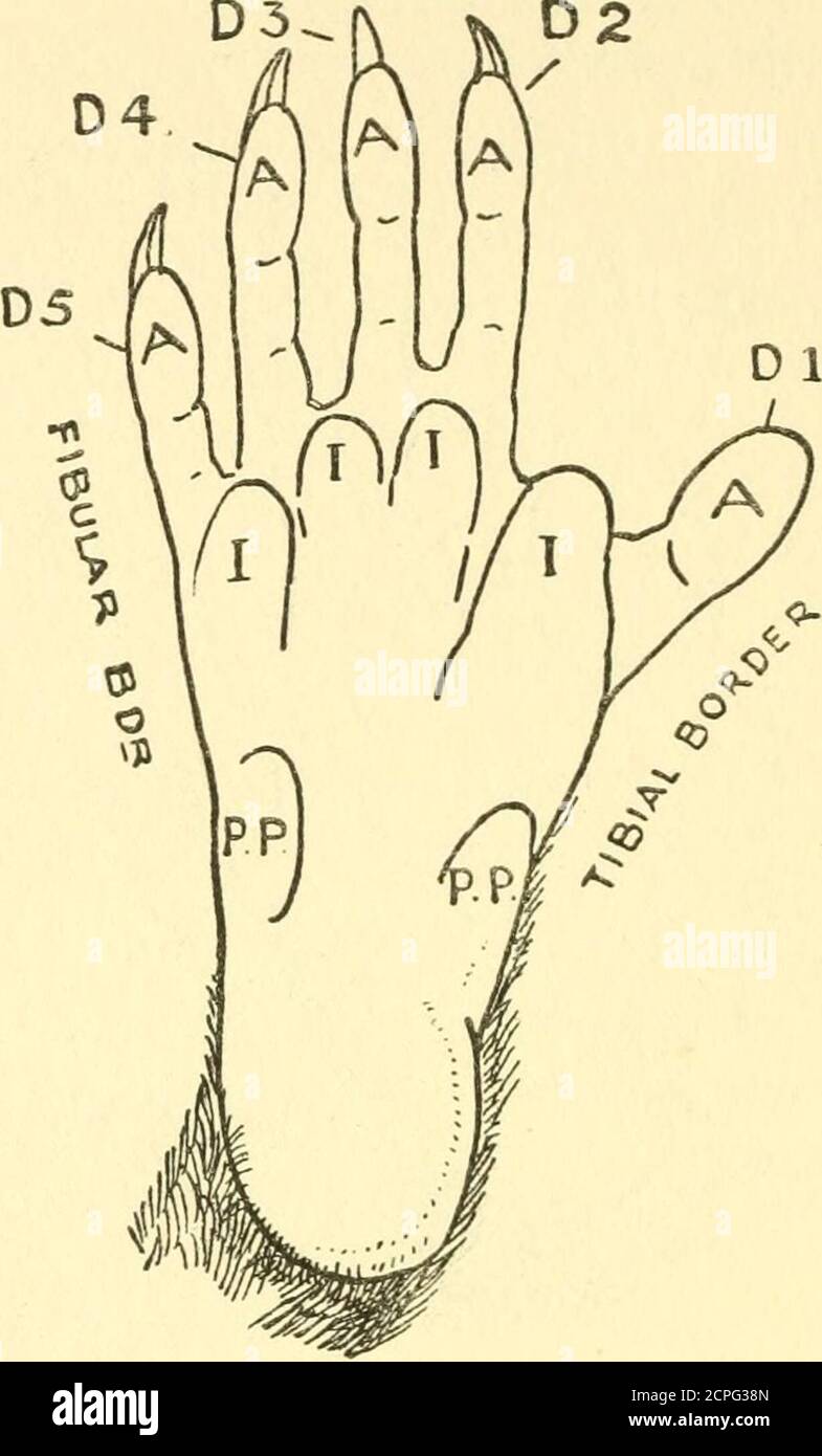Papillary region hi-res stock photography and images - Alamy